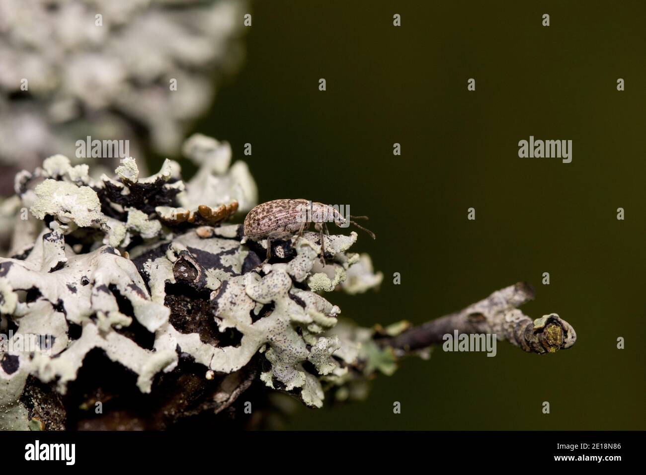 Weevil (Polydrusus pilosus Stock Photo - Alamy