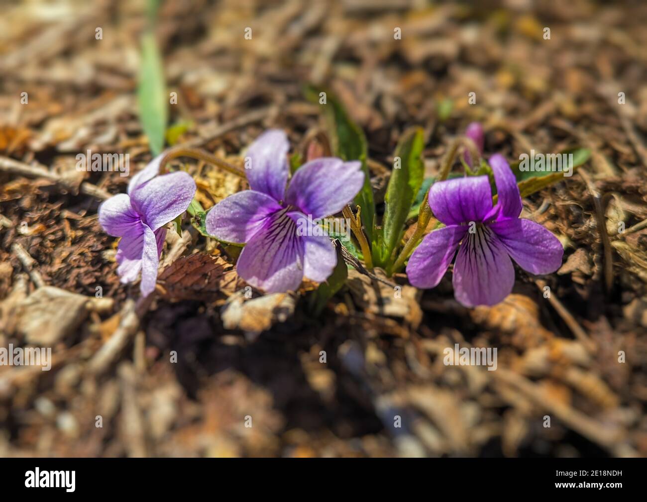 Natural background with purple forest violets on the ground Stock Photo ...