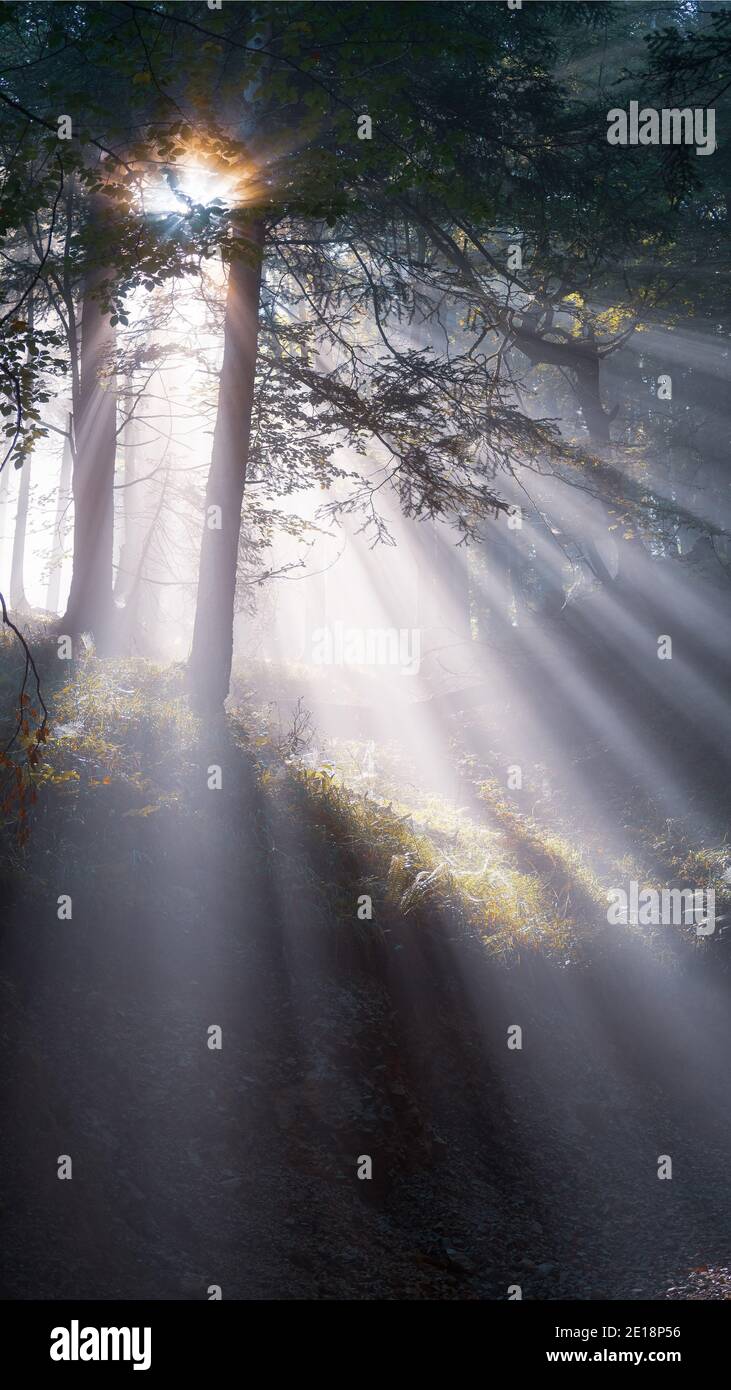 Forest With Light Rays Shining With Fog Stock Photo - Alamy