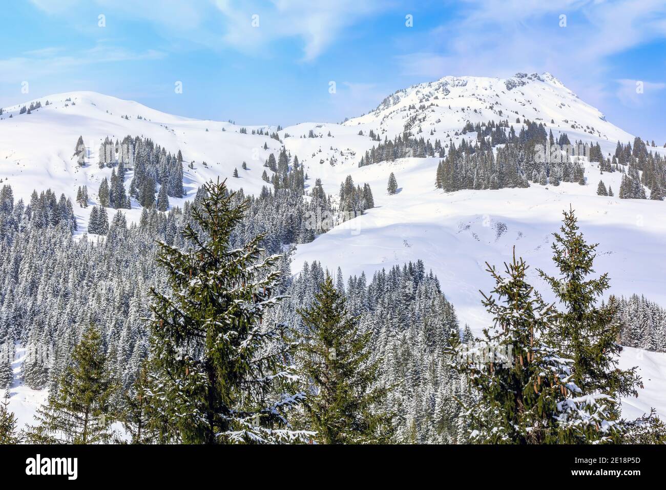 Panorama of winter snow landscape in Austrian Alps mountains and pine ...