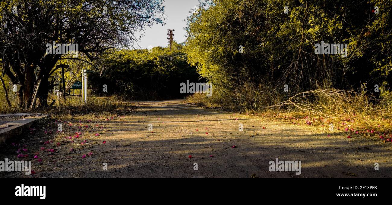 Walkway Lane Path With Green Trees In Forest Beautiful Alley Road In ...