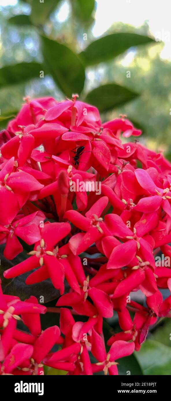 Red rose buke hd images hi-res stock photography and images - Alamy