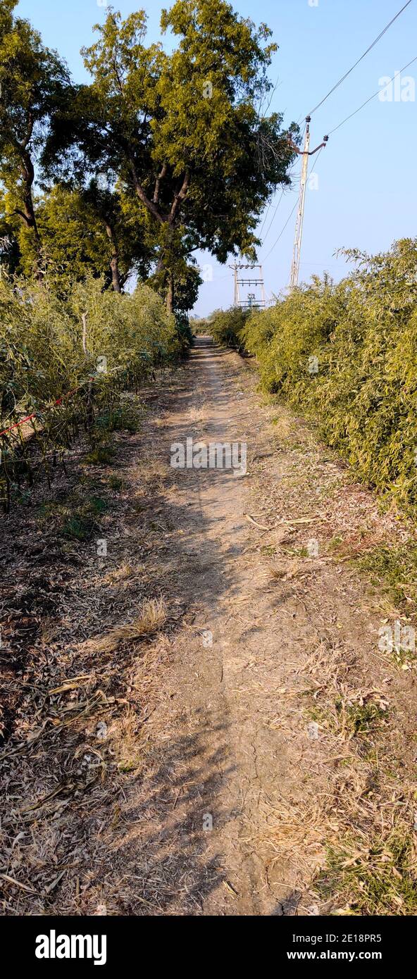 Walkway Lane Path With Green Trees In Forest Beautiful Alley Road In ...