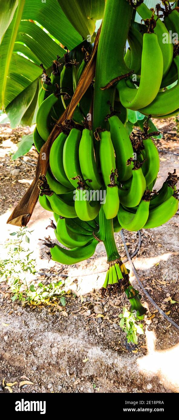 Types of bananas hi-res stock photography and images - Alamy