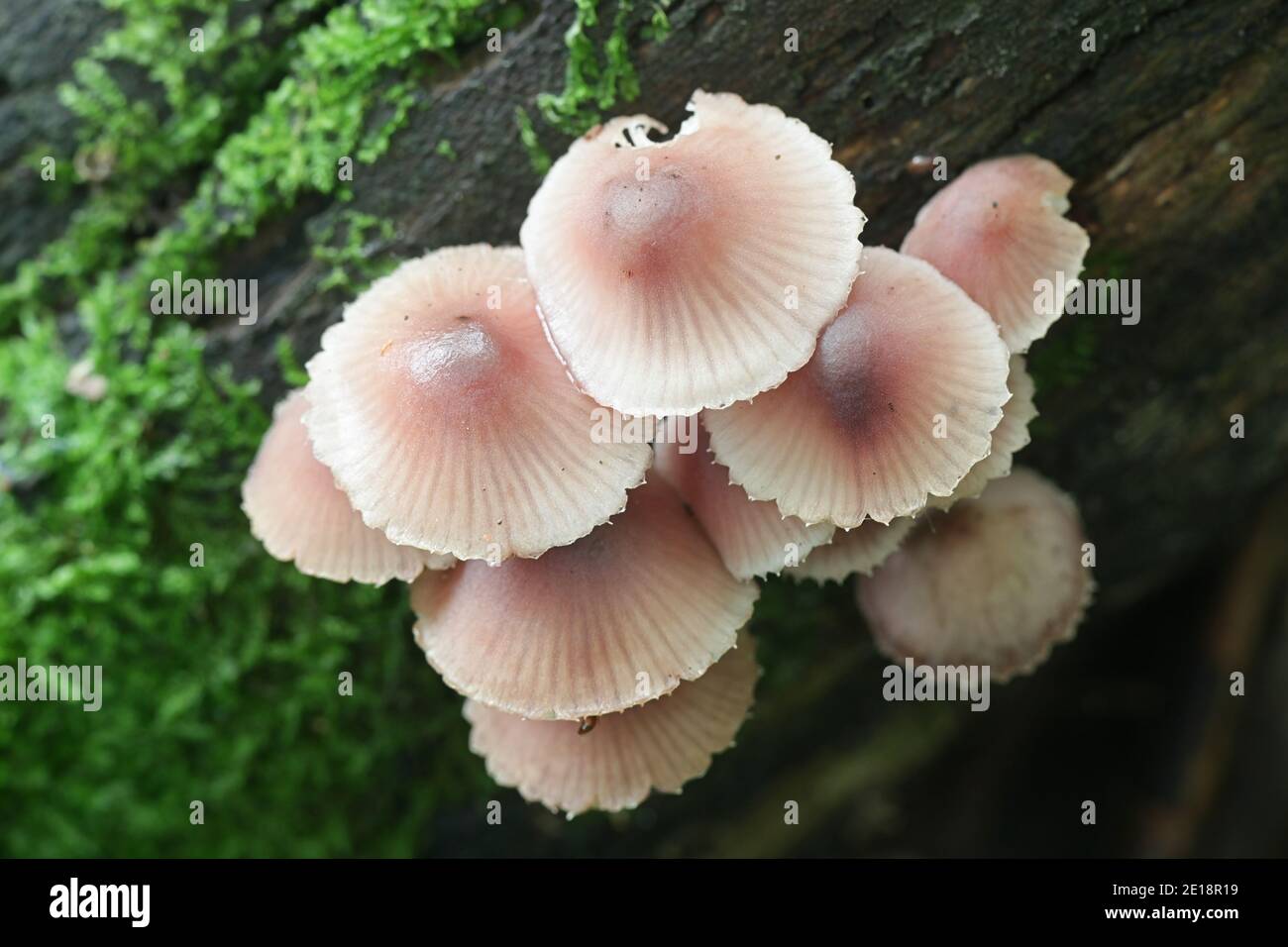 Mycena haematopus, known as the bleeding fairy helmet or the ...