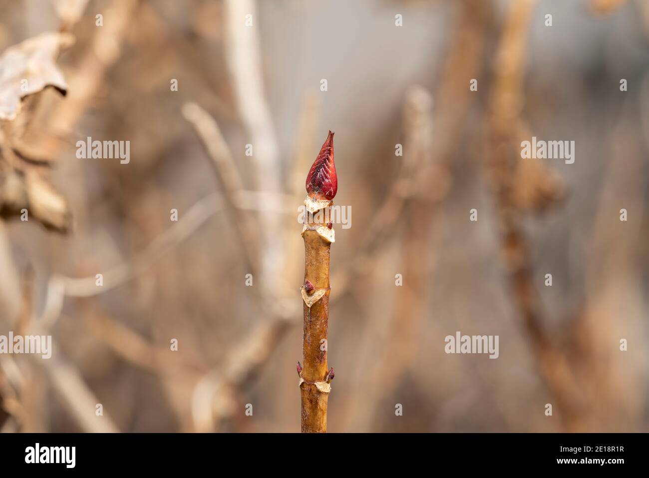 Winter bud of Hydrangea macrophylla, Isehara City, Kanagawa Prefecture ...