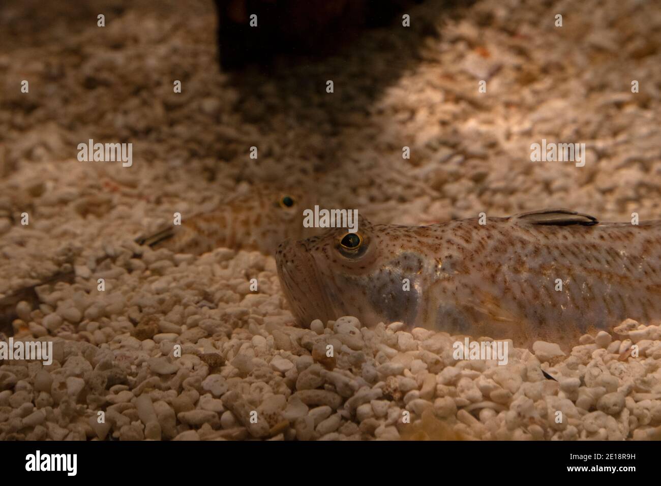 Lesser weeverfish hi-res stock photography and images - Alamy