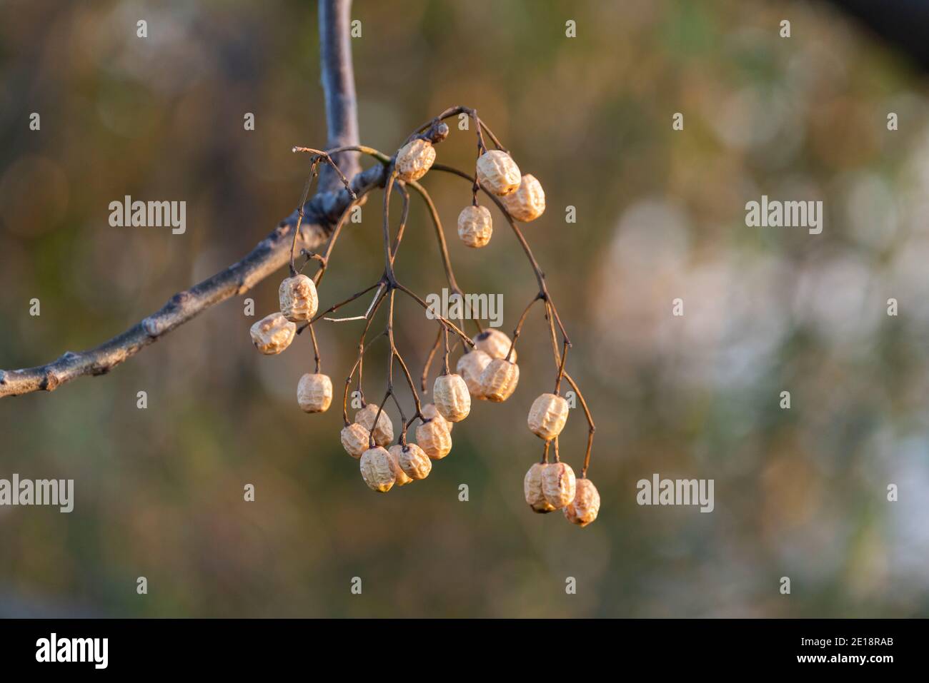 Chinaberry tree hi-res stock photography and images - Alamy