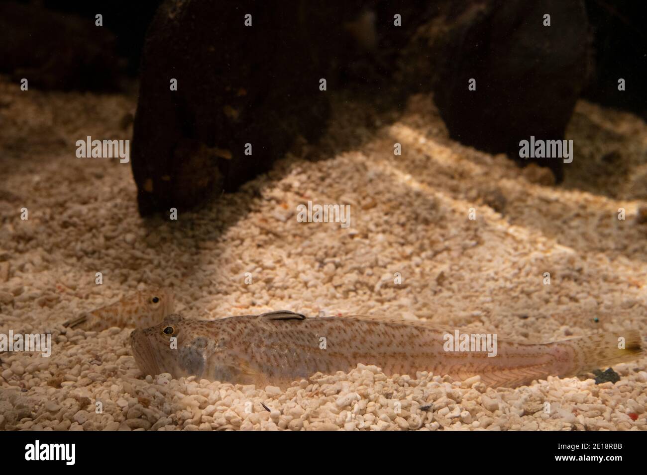 Lesser weever fish, Echiichthys vipera, UK, stings many bathers on ...
