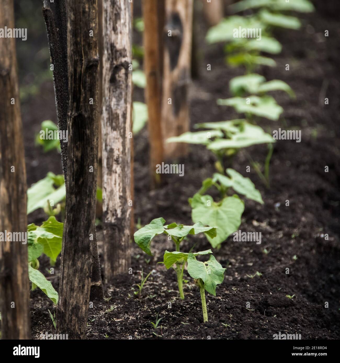 Bean seed on soil hi-res stock photography and images - Alamy