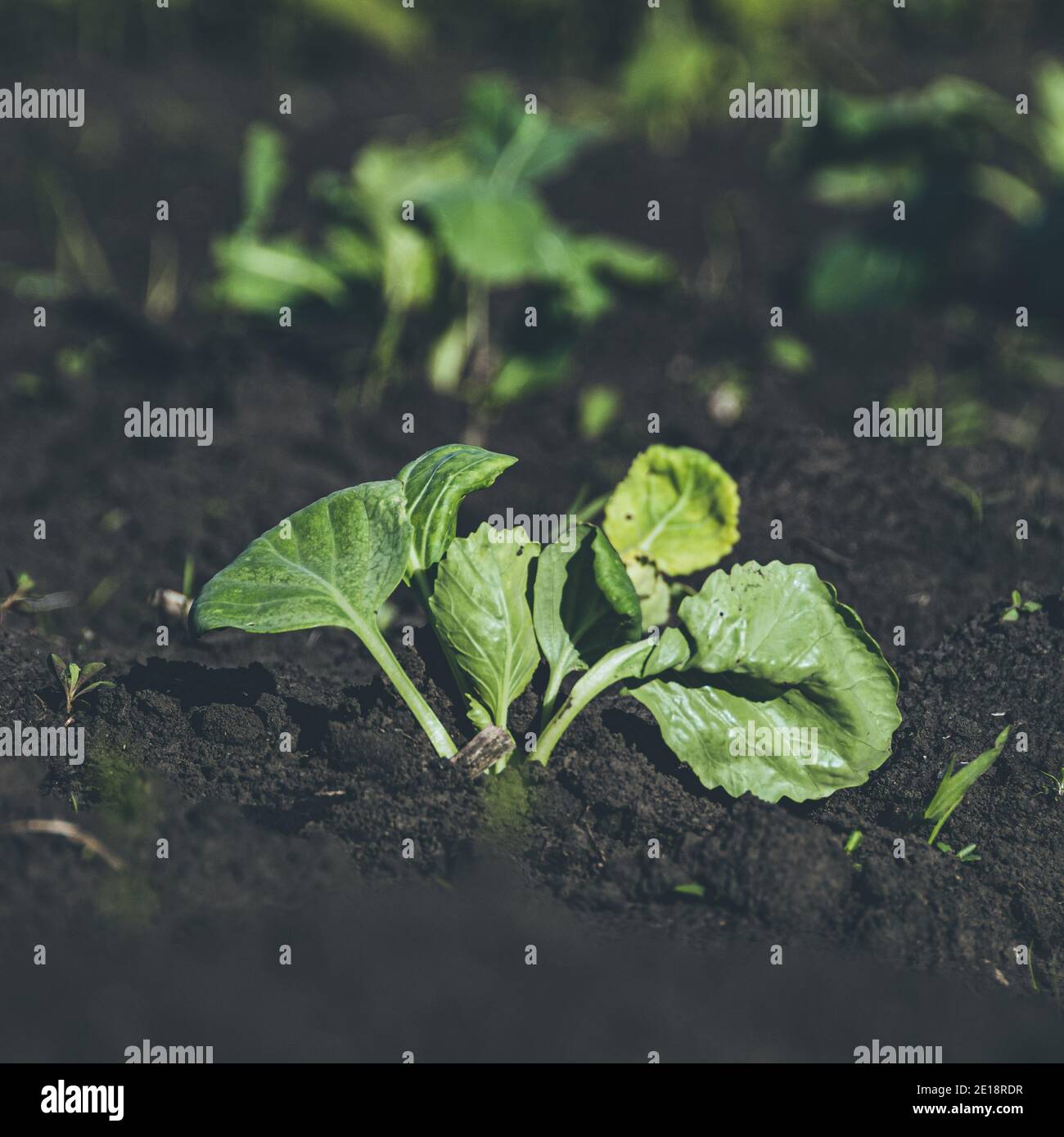 Young seedling white cabbage hi-res stock photography and images - Alamy