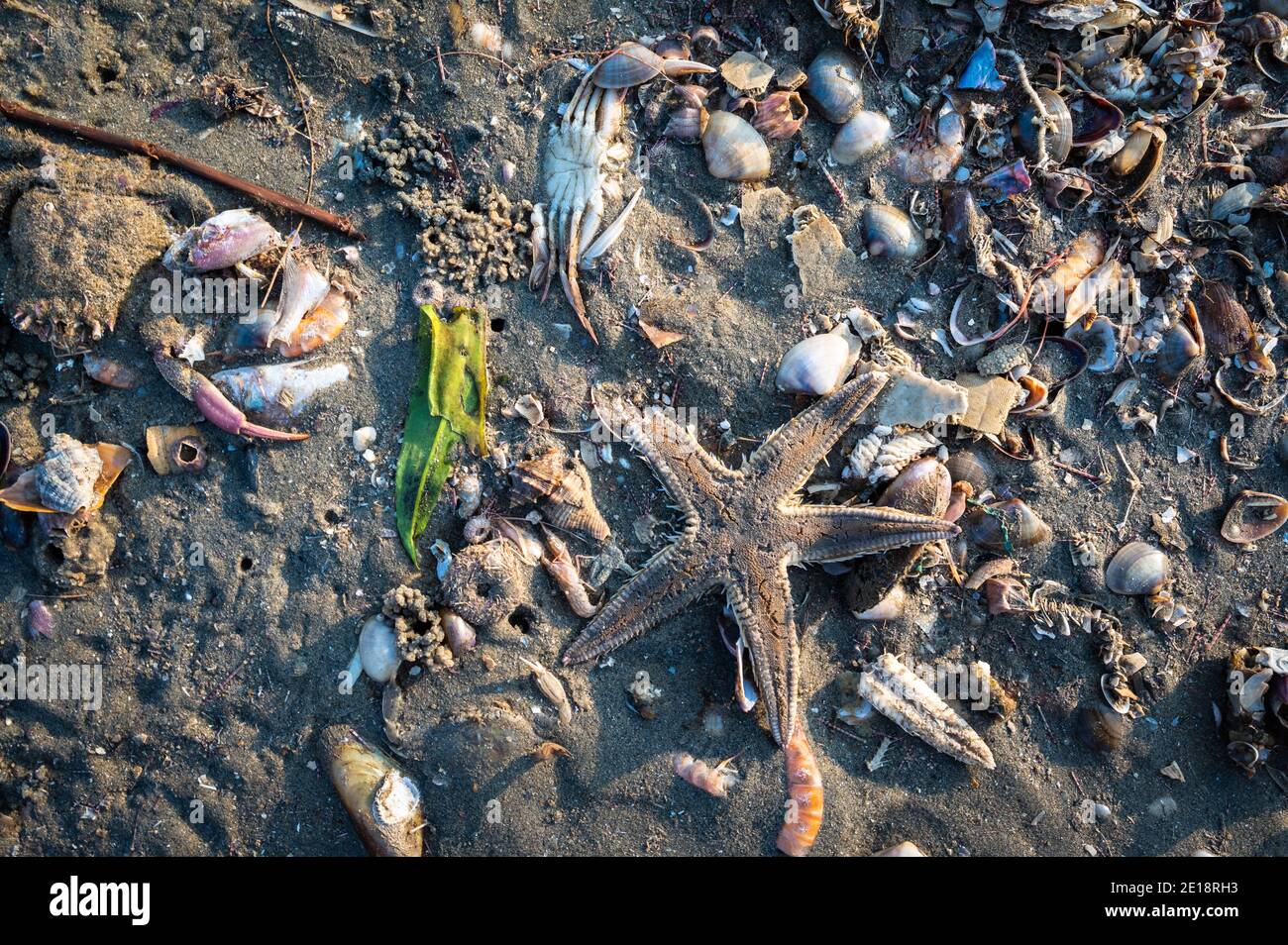 Dead shellfish hi-res stock photography and images - Alamy