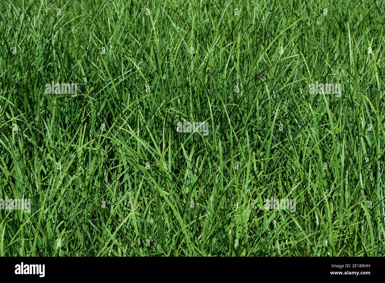 Green fresh grass on lawn as background Stock Photo - Alamy
