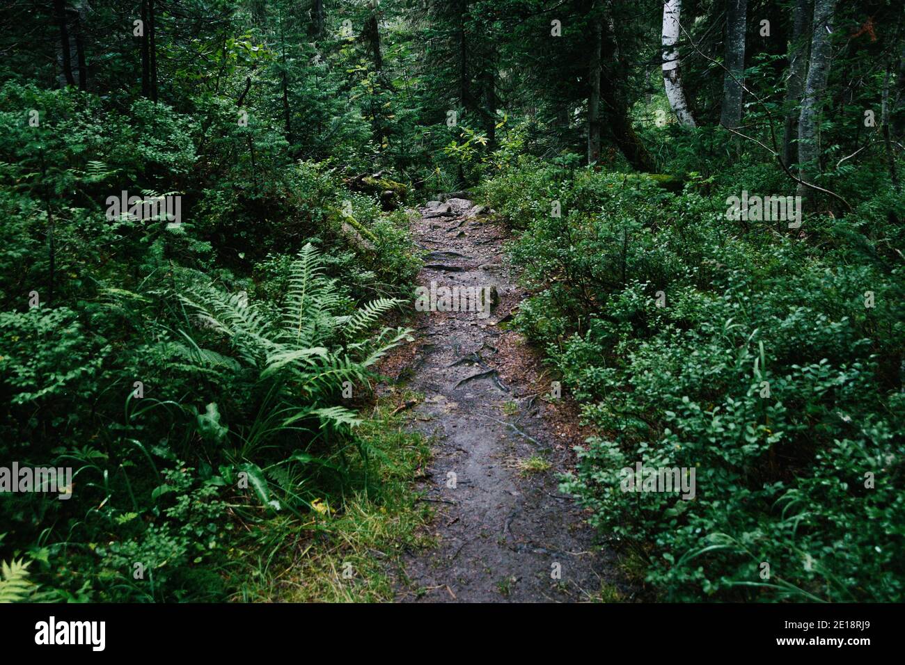 Green trail hi-res stock photography and images - Alamy