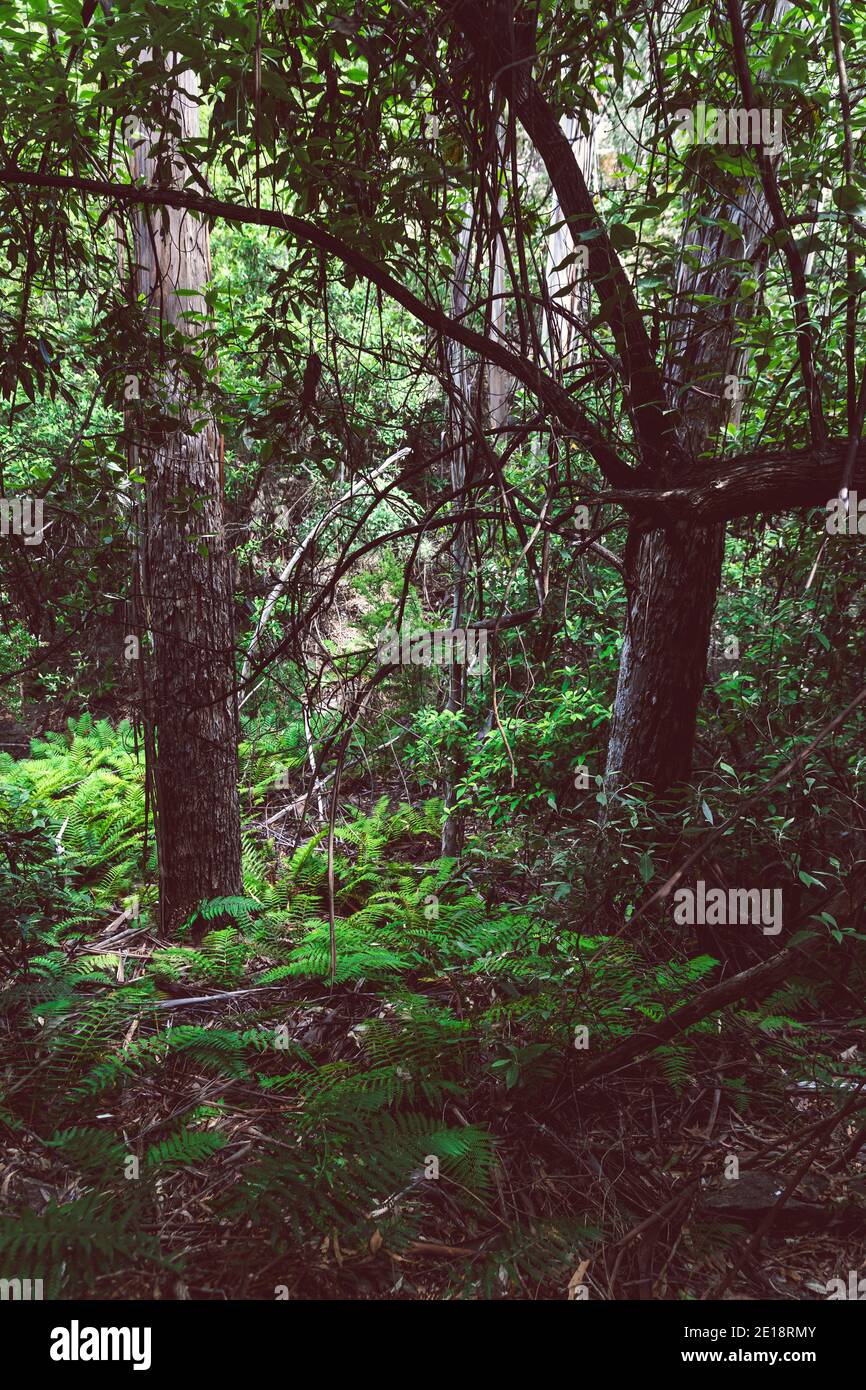 wild Tasmanian bush landscape during a hike to Fossil Cove near the ...