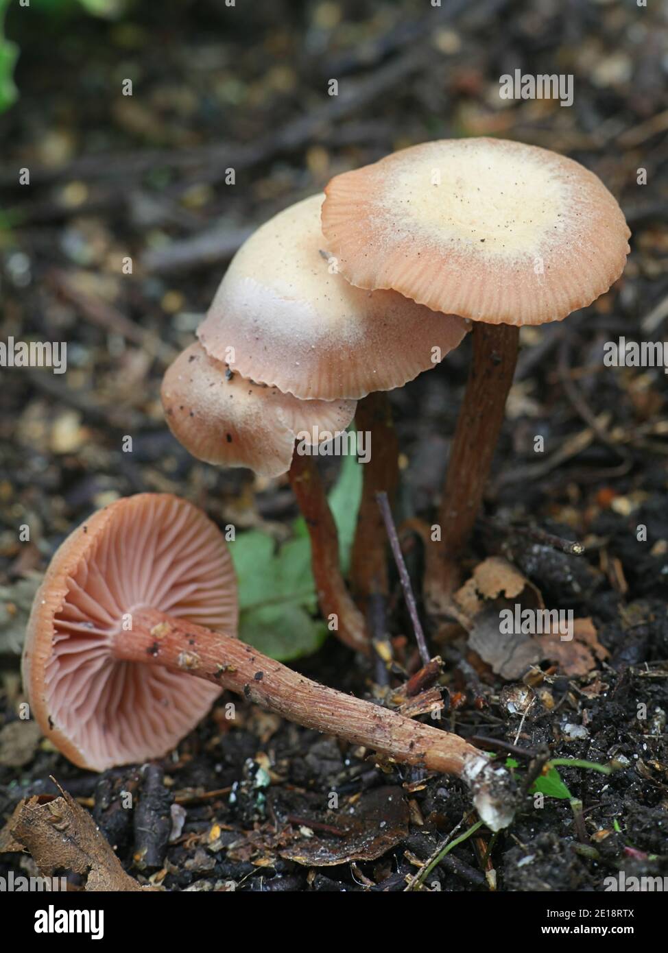 Laccaria laccata, known as the deceiver or waxy laccaria, wild mushroom ...