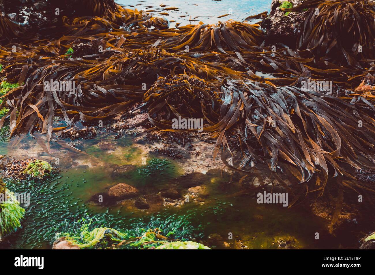 wild Tasmanian landscape with algae on the shore and rocks as seen ...