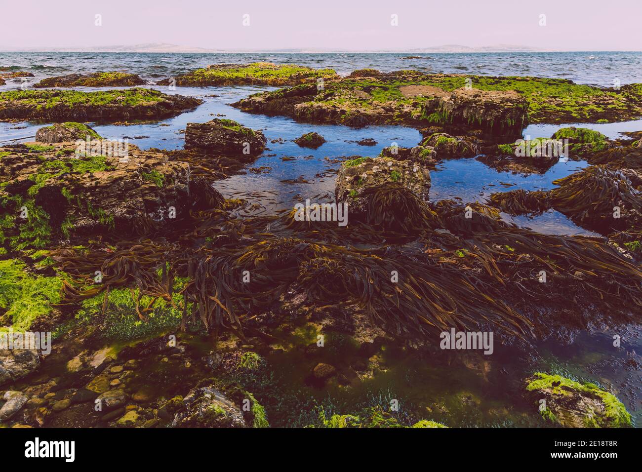 wild Tasmanian landscape with algae on the shore and rocks as seen ...