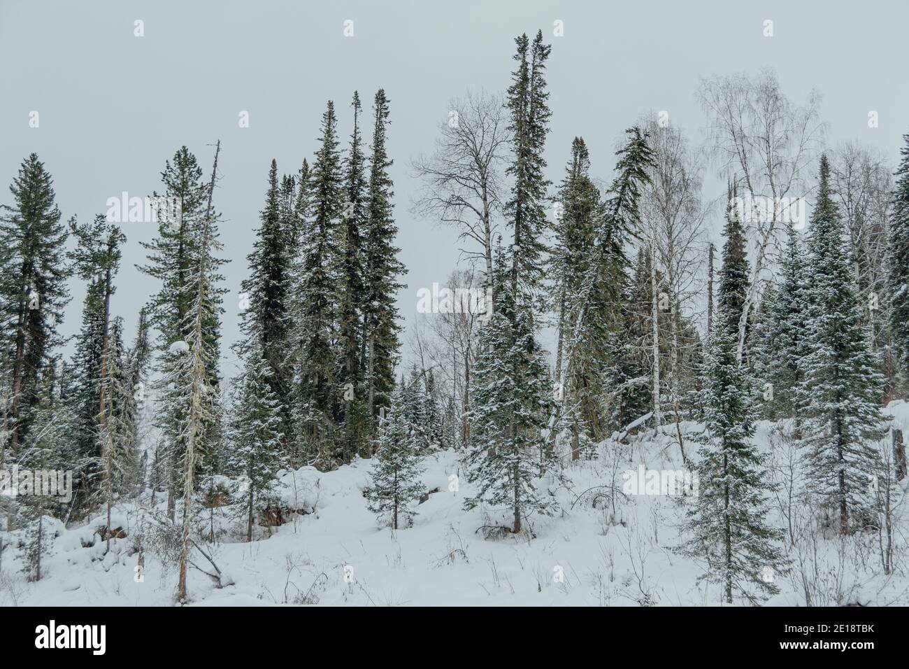 Coniferous Forest Biome Winter