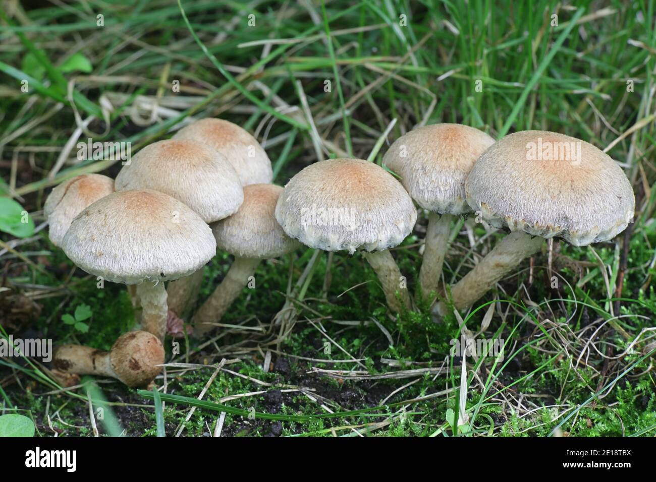 Lacrymaria lacrymabunda, the Weeping Widow, wild mushroom from Finland ...