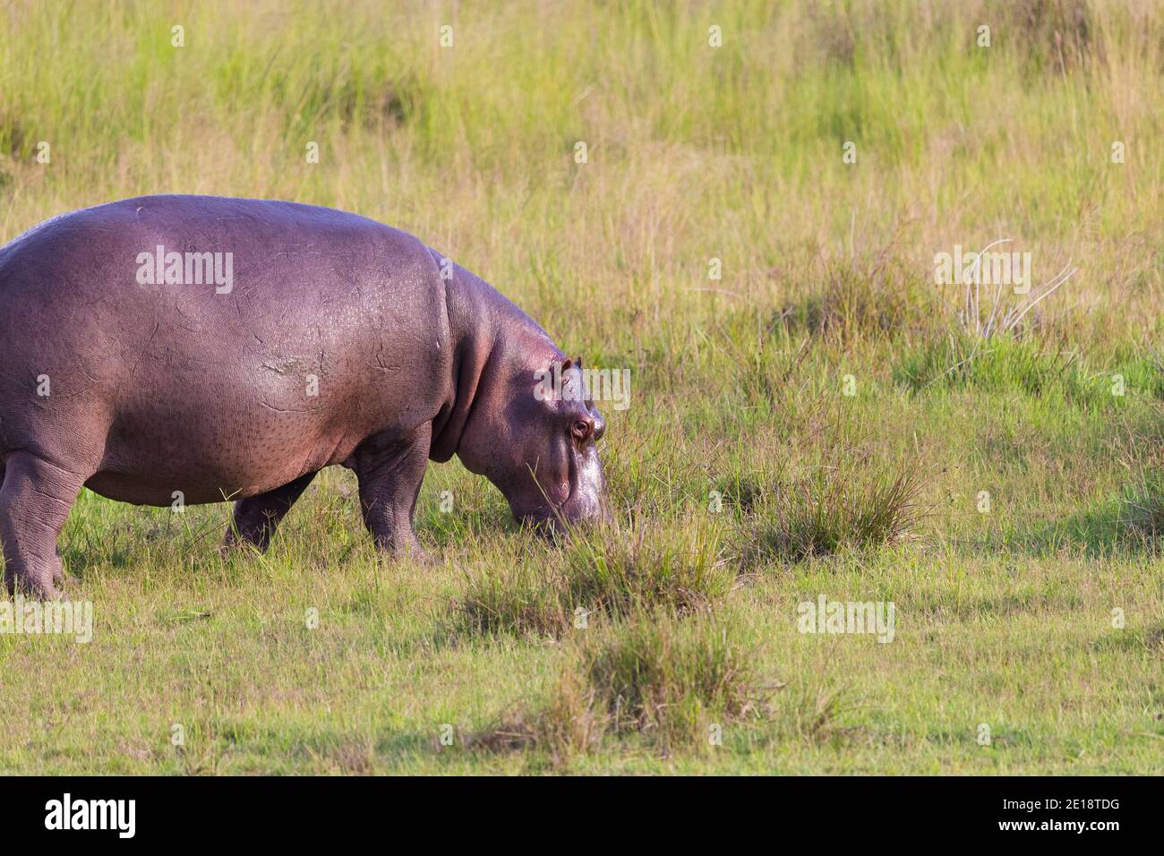 Hippo feeding hi-res stock photography and images - Alamy