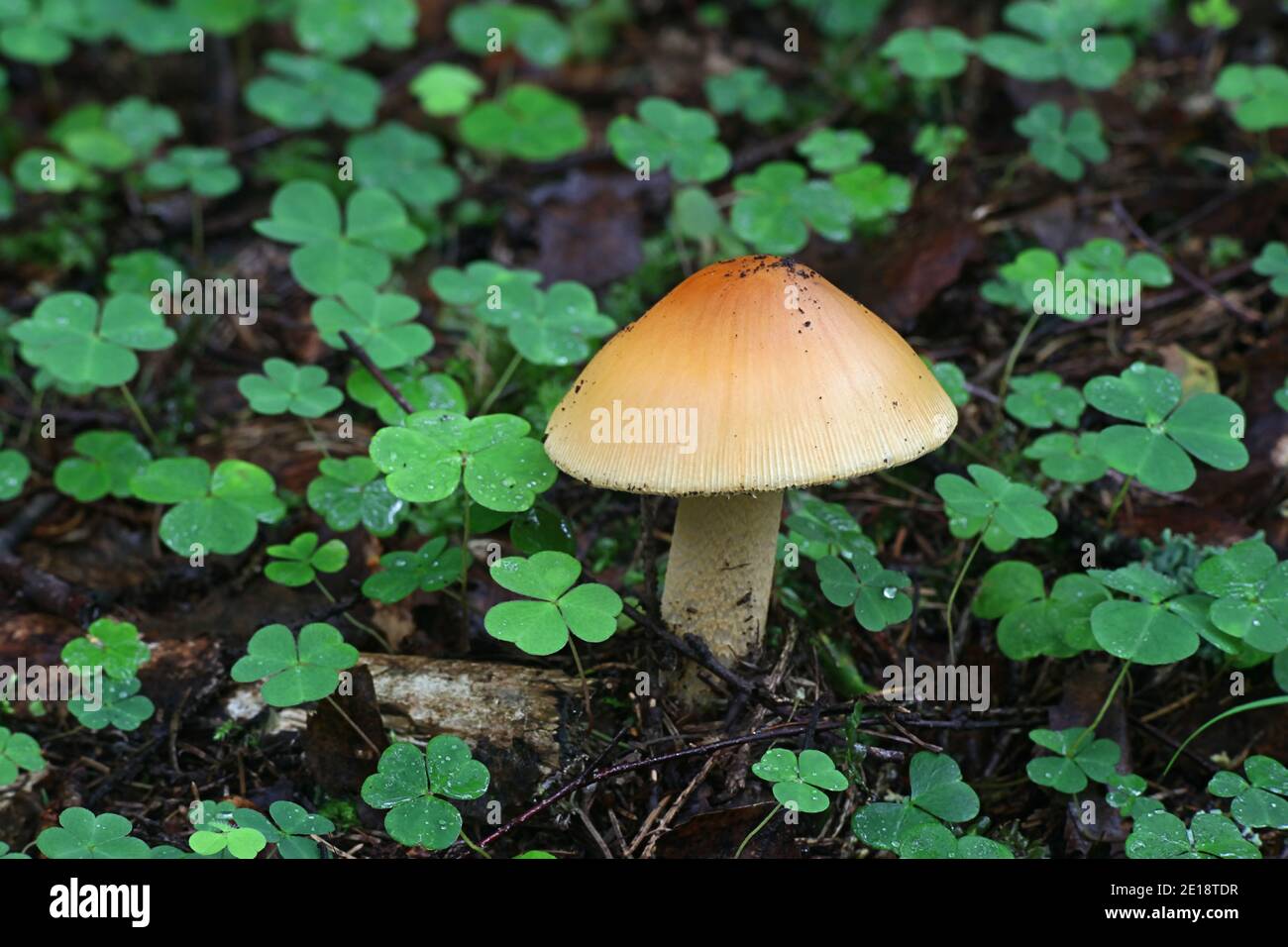 Amanita Crocea High Resolution Stock Photography and Images - Alamy