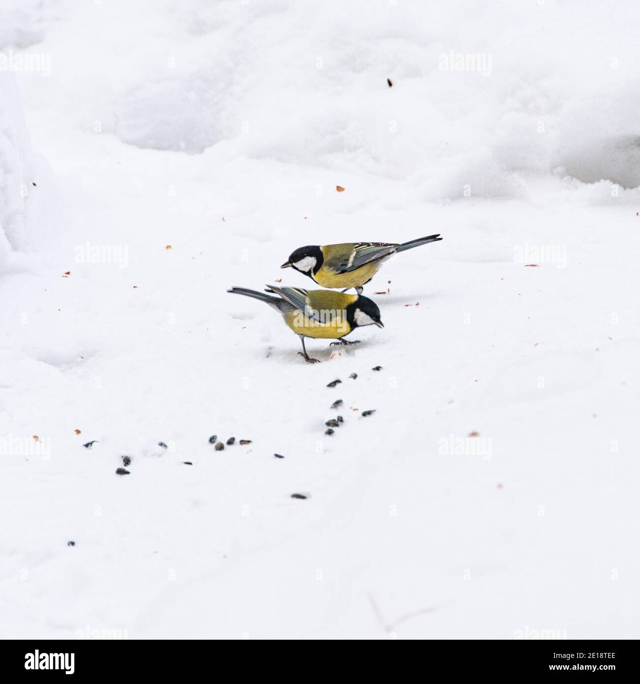 Chickadee pecks food in snow on winter day Stock Photo - Alamy