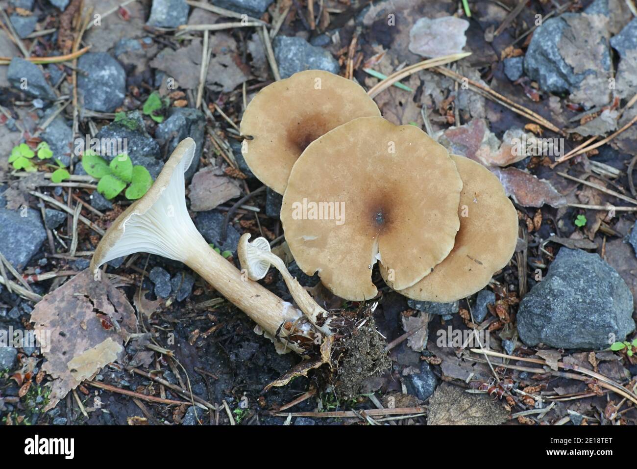 Club footed clitocybe hi-res stock photography and images - Alamy