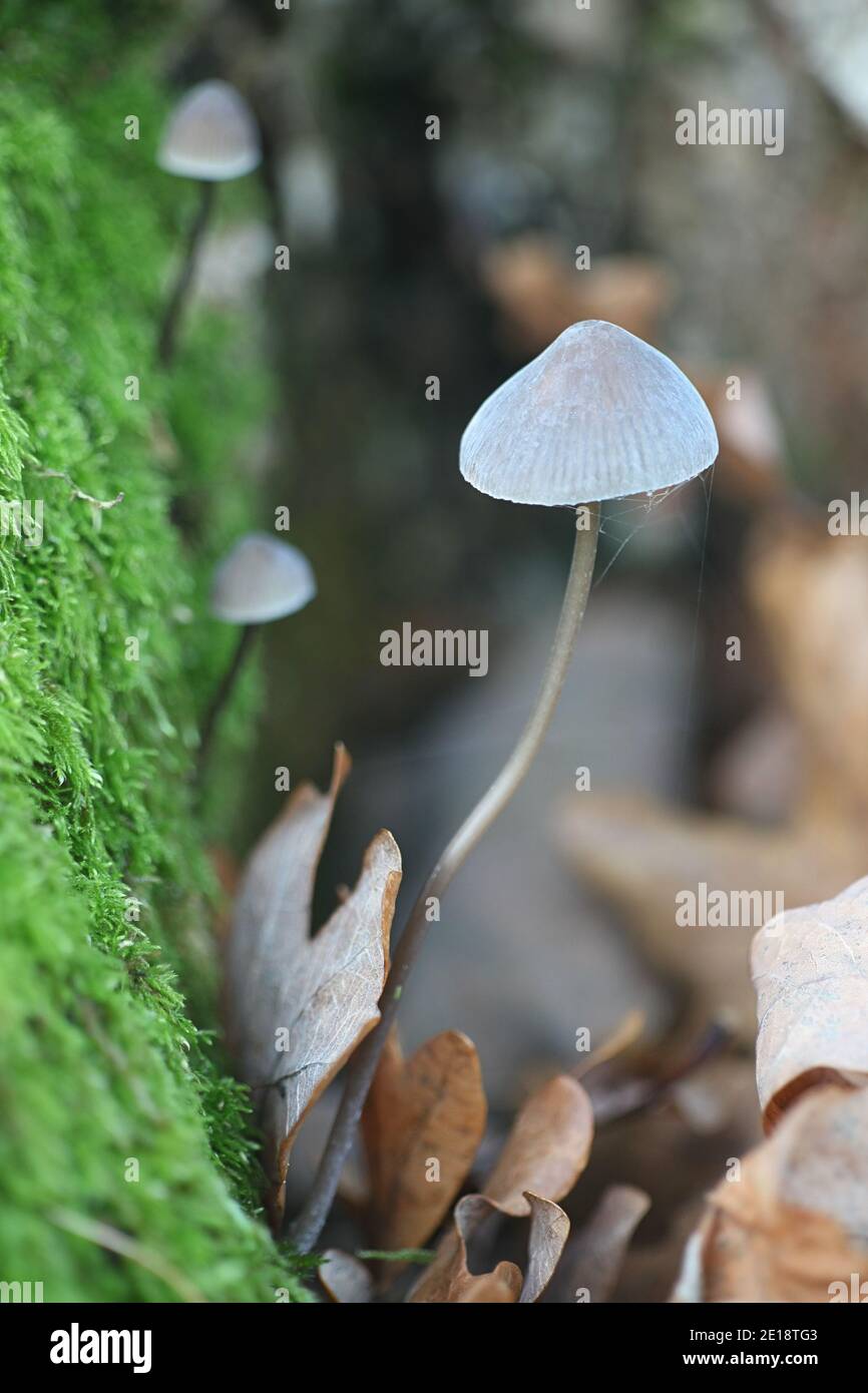 Mycena polygramma, the grooved bonnet, wild mushroom from Finland Stock ...