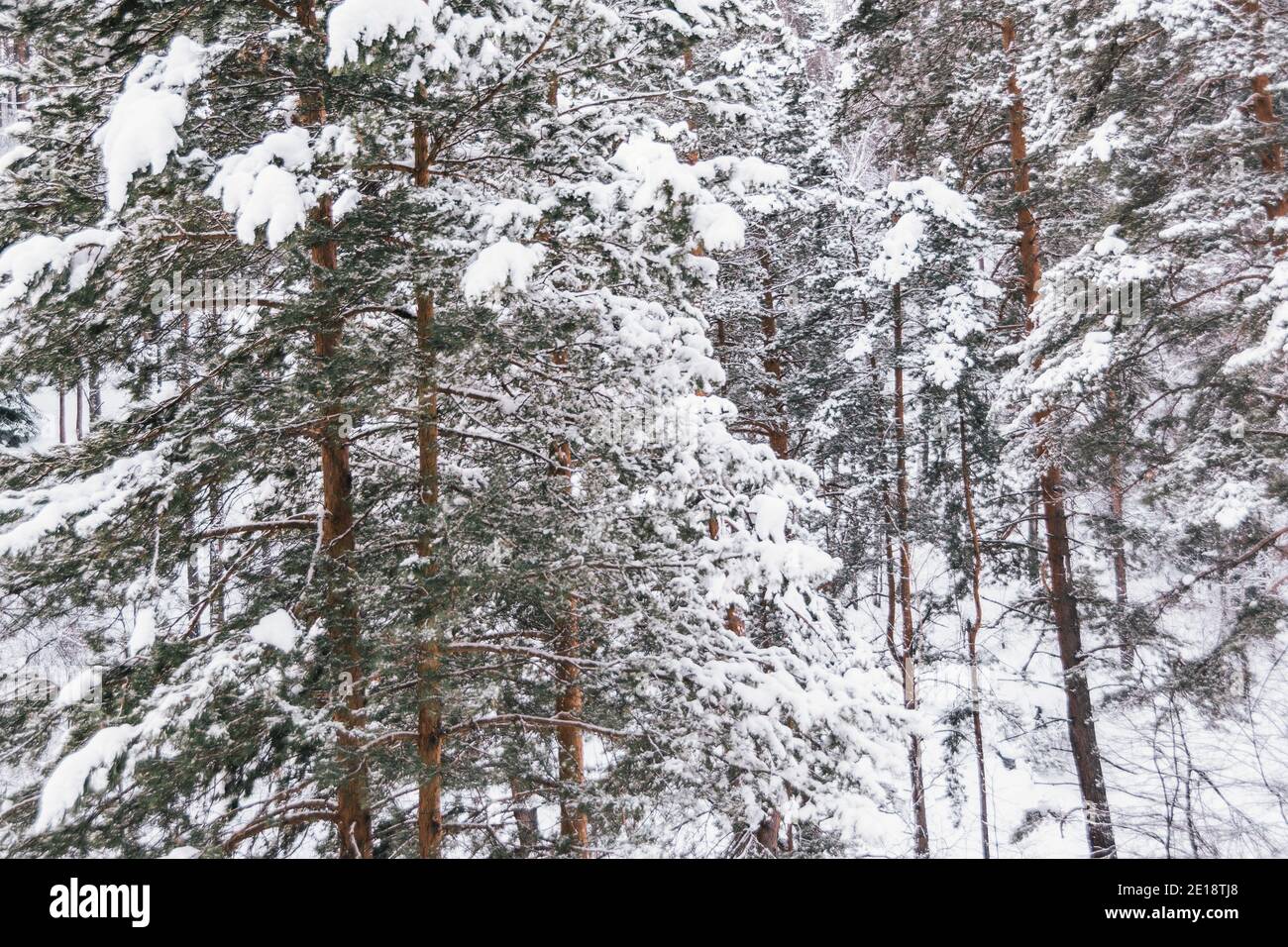 Siberian winter forest with pine trees on slope and frozen tree ...