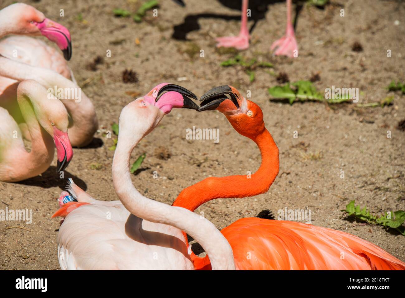 Two flamingo heads pink and red color heart shaped. Flamingos beak to ...