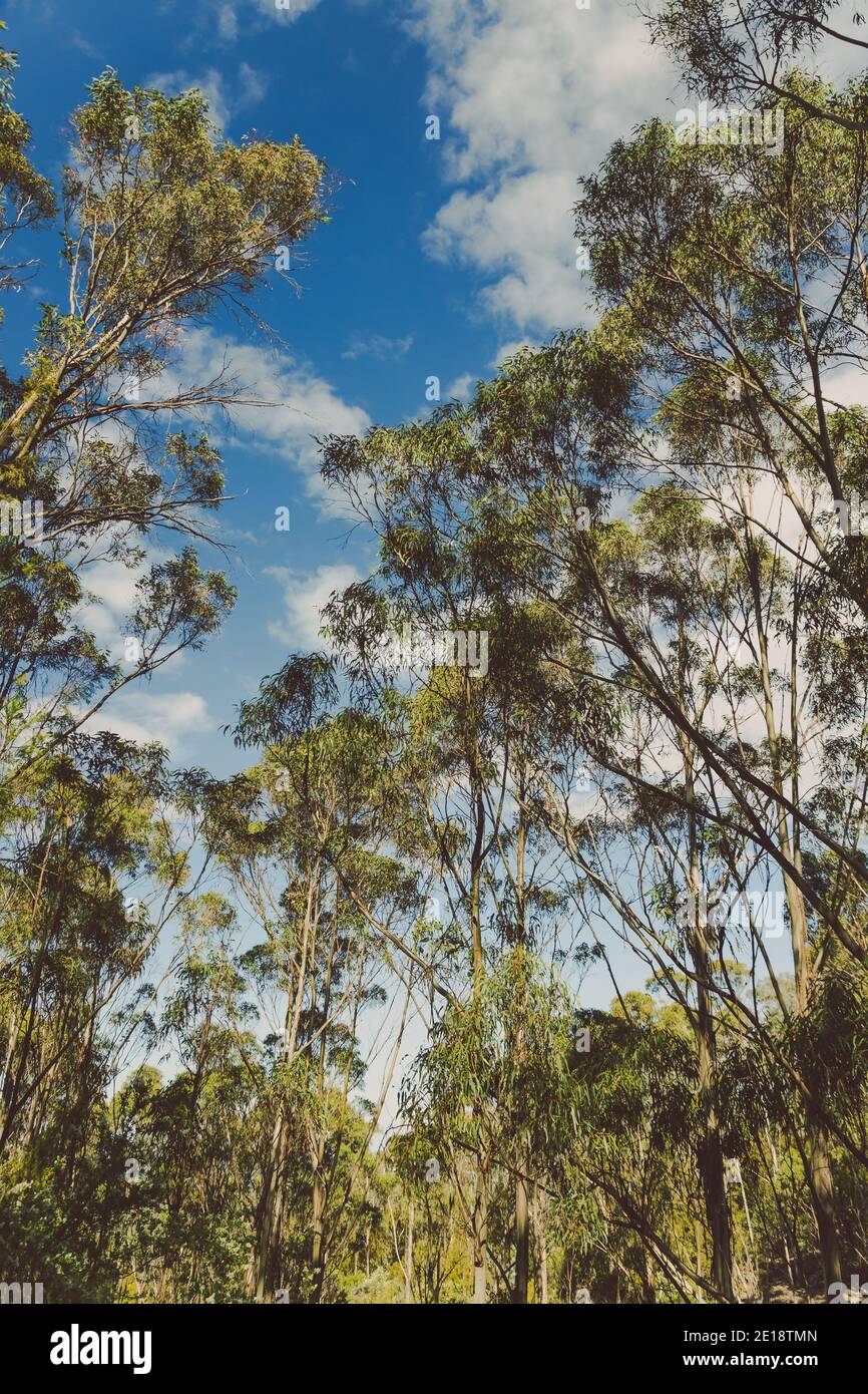 wild Tasmanian bush landscape during a hike to Fossil Cove near the ...