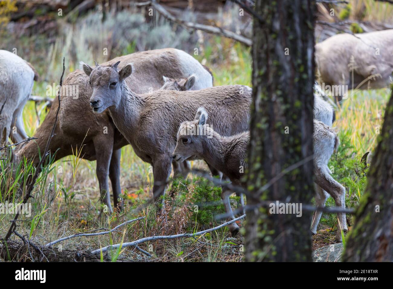 Wild bighorn sheep in Cascade mountains Stock Photo - Alamy