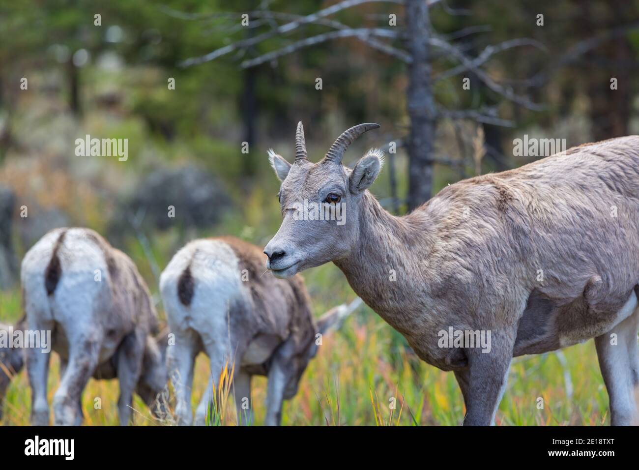 Wild bighorn sheep in Cascade mountains Stock Photo - Alamy