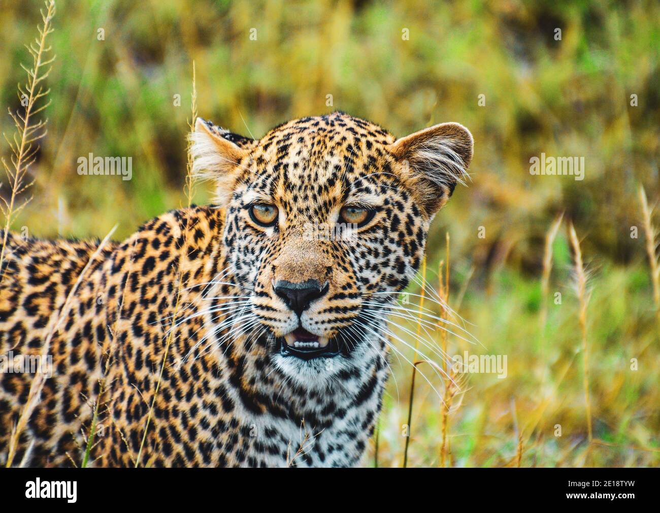 Africa kenya maasai mara spotted hi-res stock photography and images ...