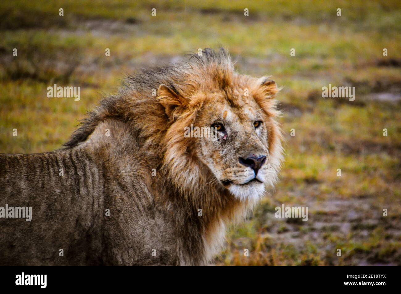 Pride lion maasai mara hi-res stock photography and images - Alamy