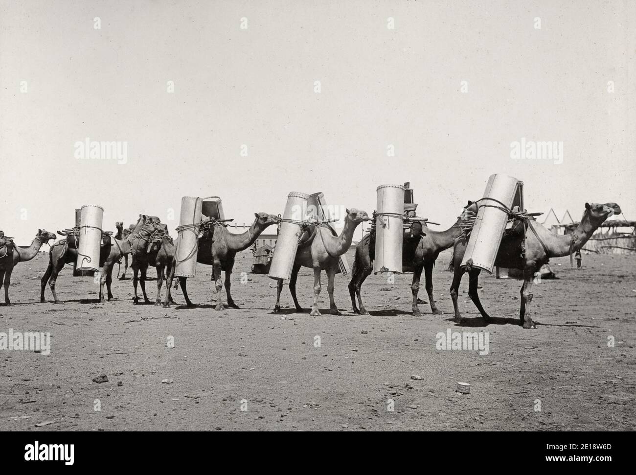 Vintage early 20th century photograph - pack camels for transporting ...