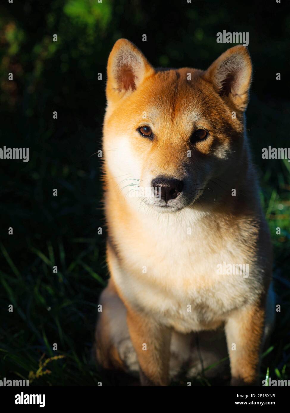 Shiba Inu puppy looks like a little fox Stock Photo - Alamy