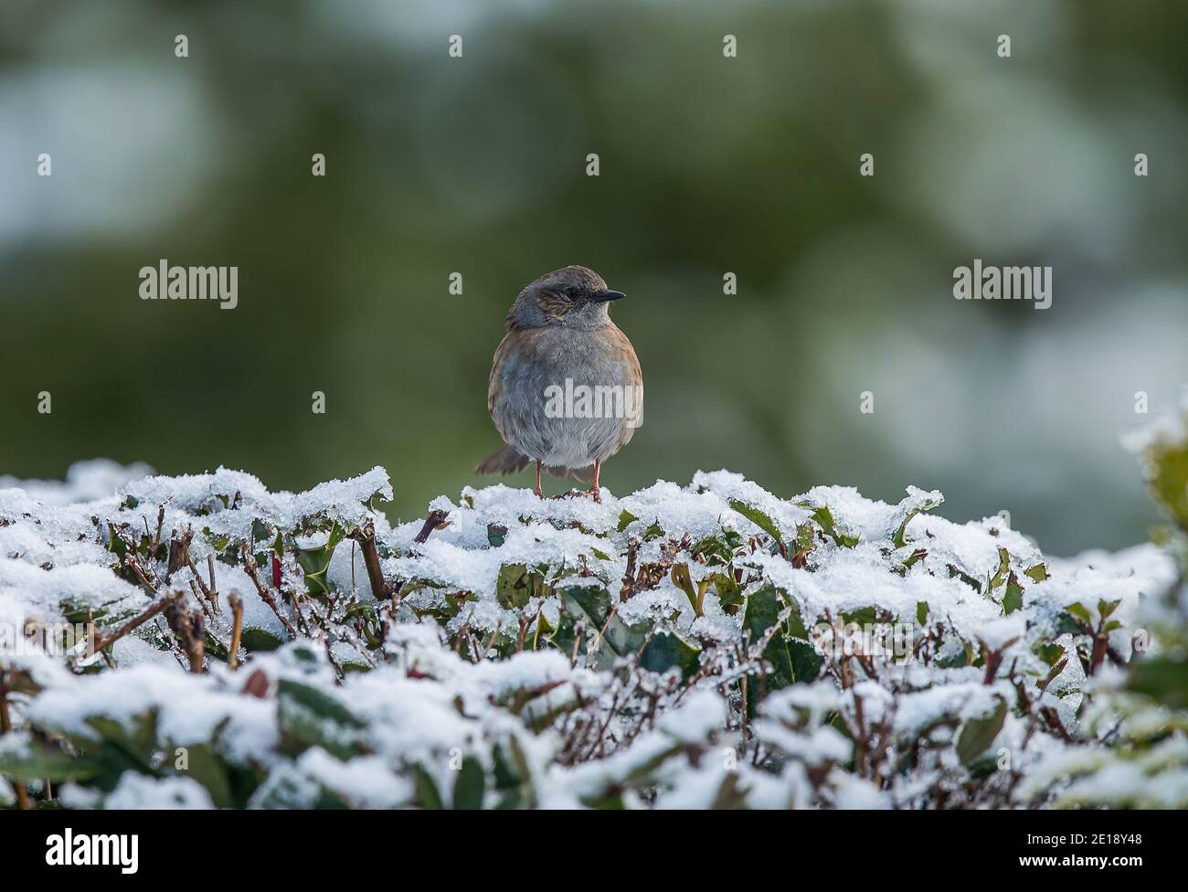 Dunnock captured in lancashire hi-res stock photography and images - Alamy