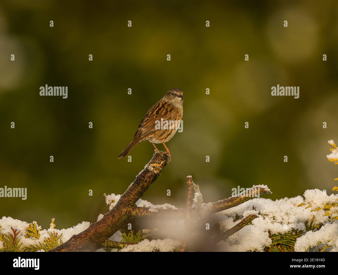 Dunnock captured in lancashire hi-res stock photography and images - Alamy