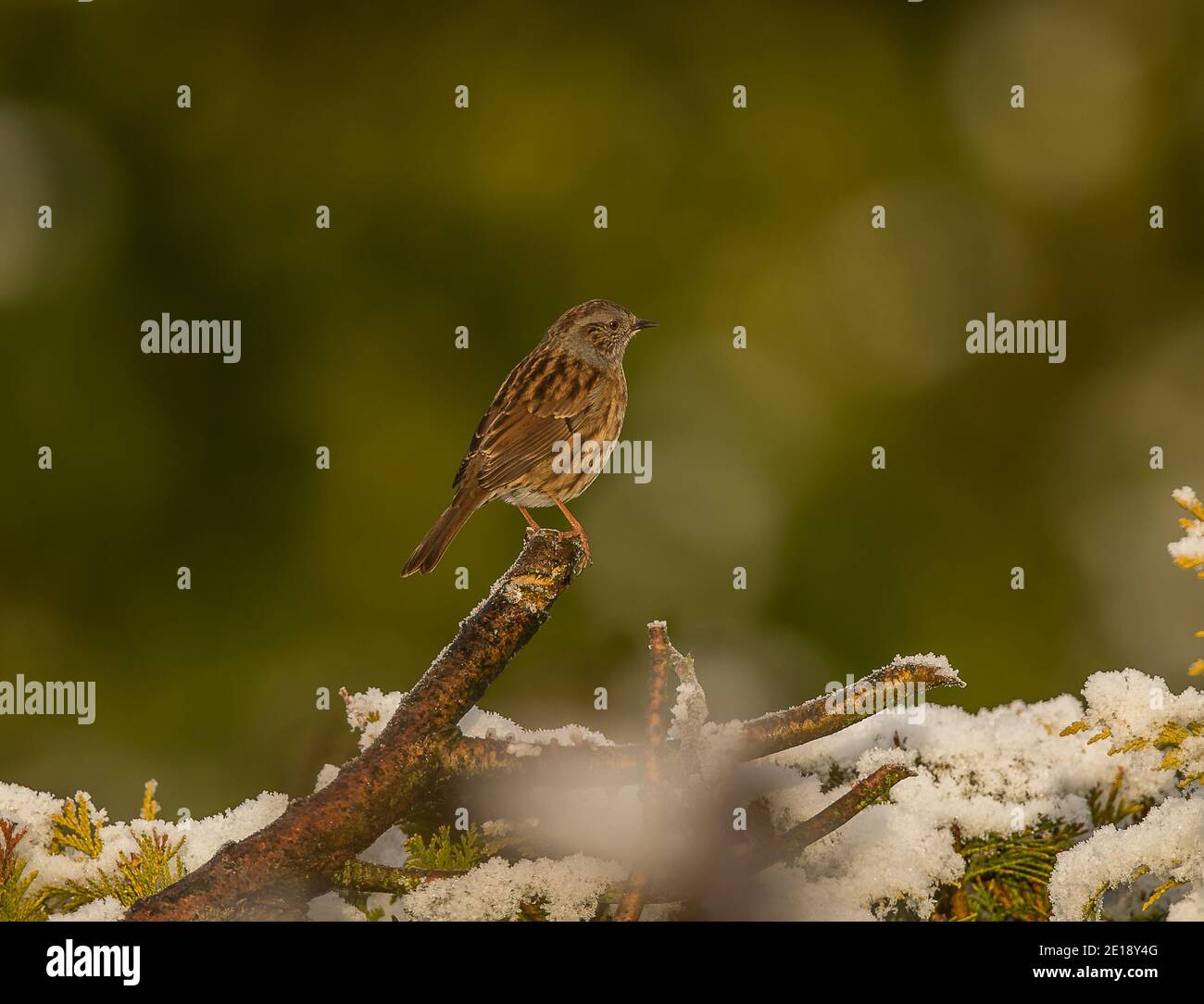 Dunnock captured in lancashire hi-res stock photography and images - Alamy