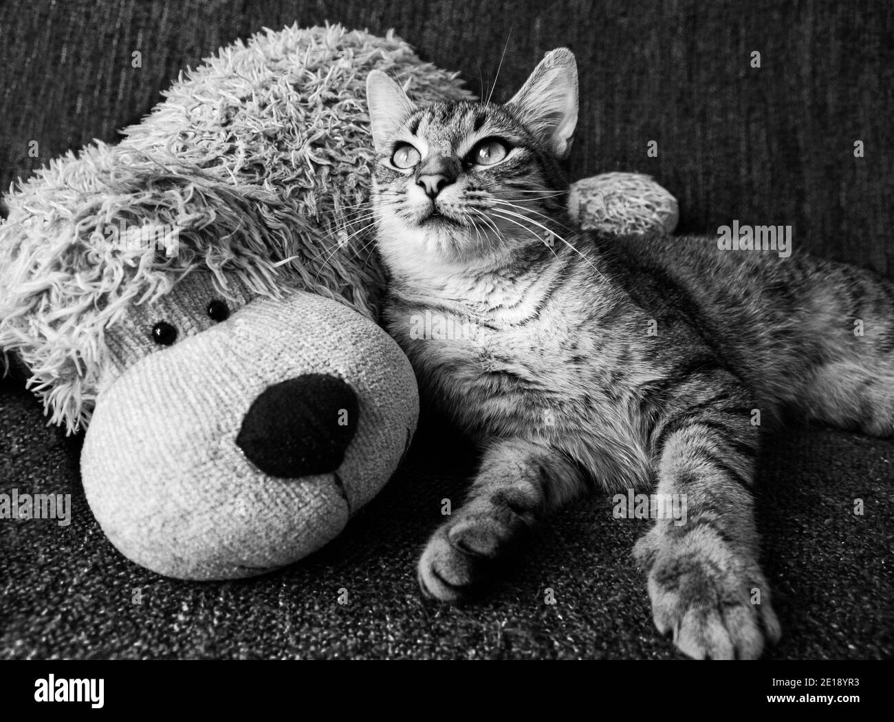 Face small fluffy curious Black and White Stock Photos & Images - Alamy