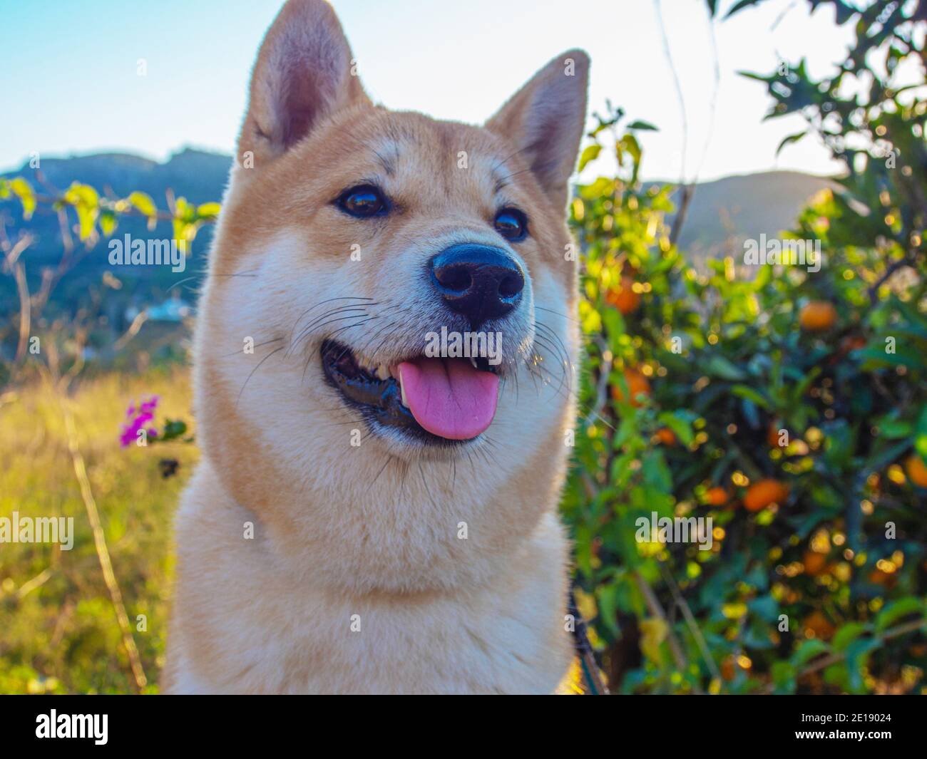 Shiba Inu puppy looks like a little fox Stock Photo - Alamy