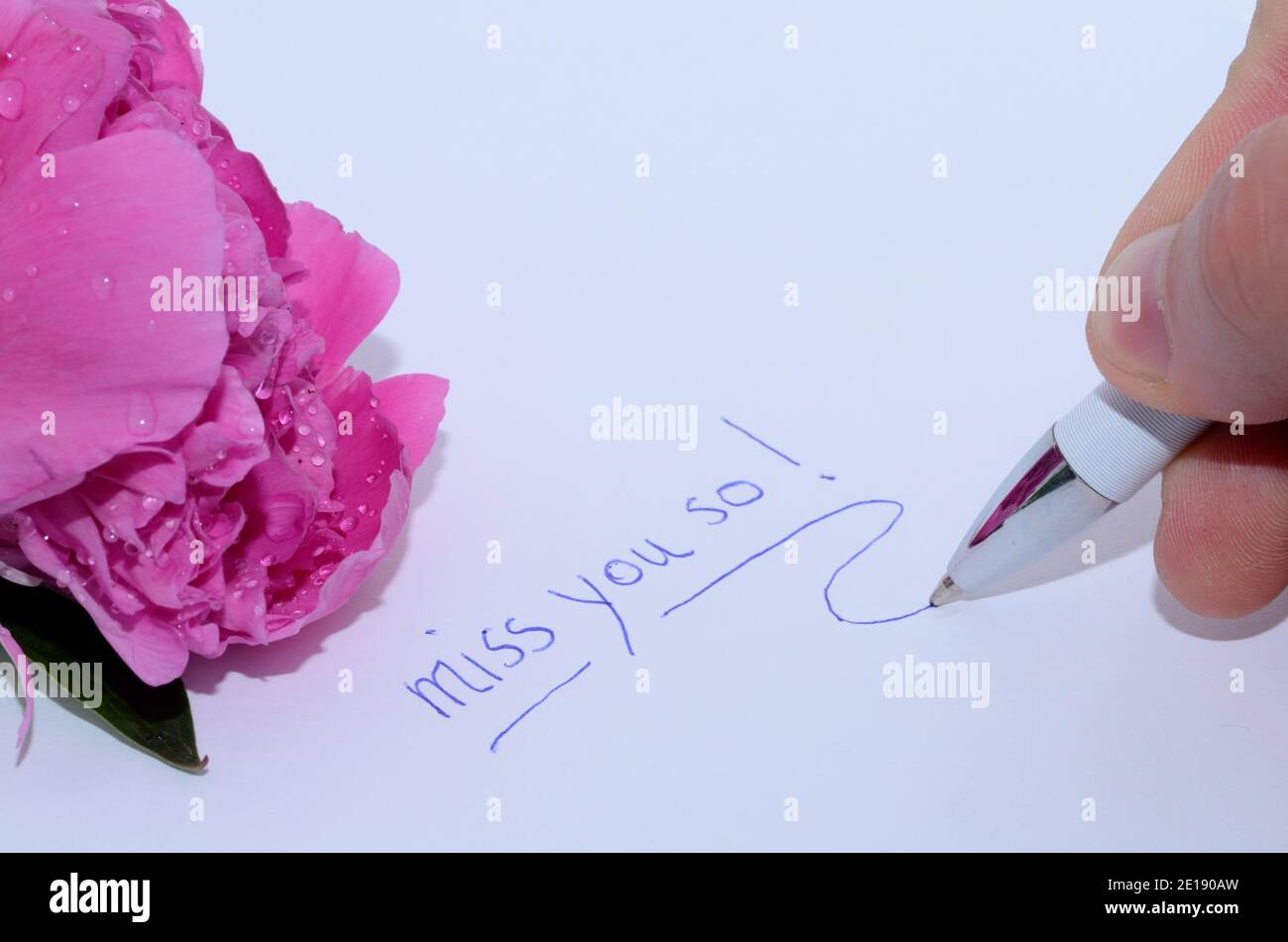 miss you so writing on white background with pink rose Stock Photo - Alamy