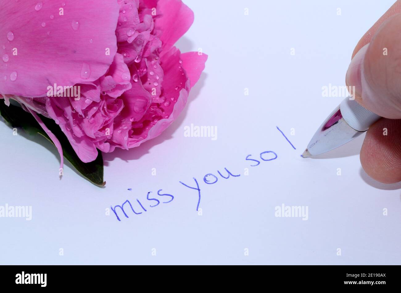 miss you written with pink rose on white background Stock Photo - Alamy