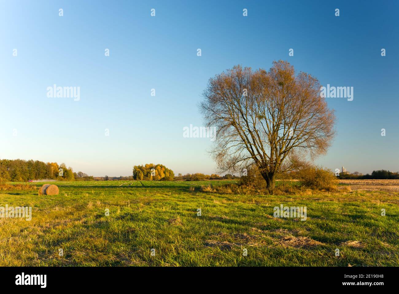 Large tree without leaves growing in the meadow Stock Photo - Alamy