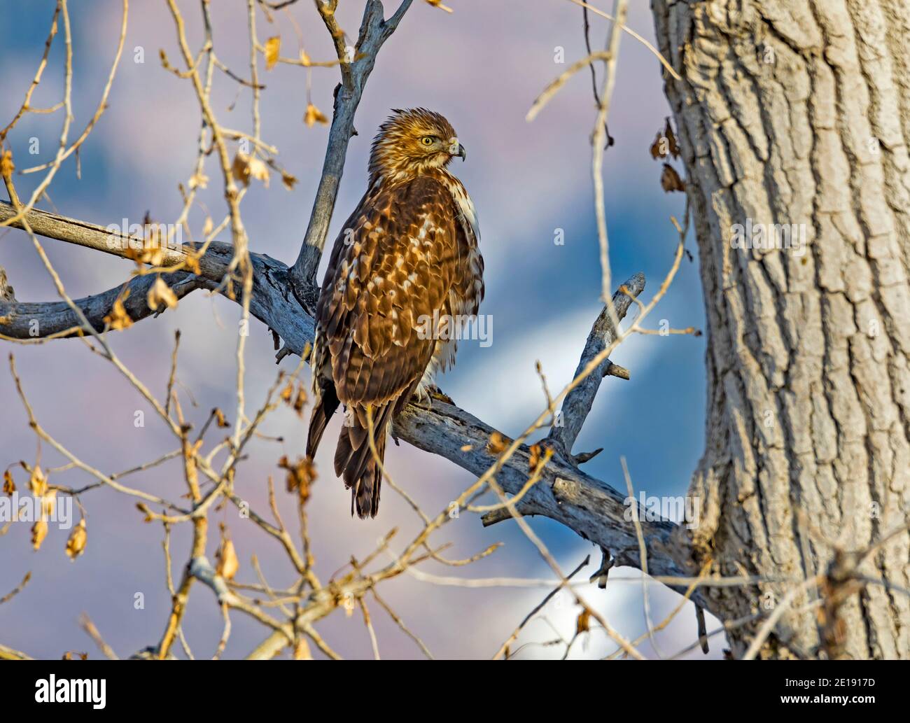 In this shot a juvenile Red-tailed Hawk (Buteo jamaicensis) rests in a ...