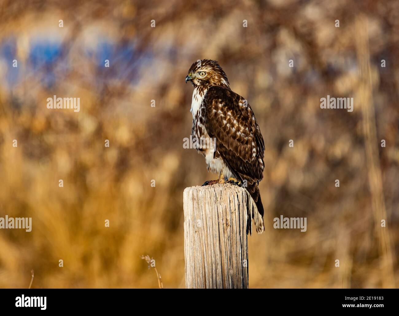 Red tailed hawk on fence post hi-res stock photography and images - Alamy