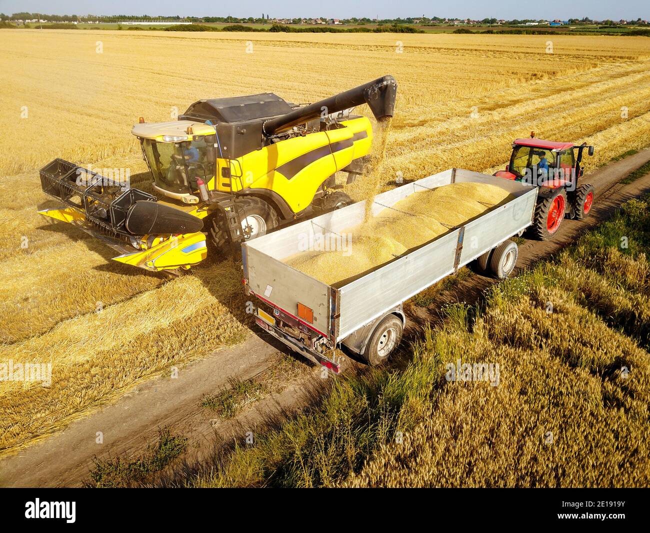 Professional combine harvester unloading harvested wheat grain into the ...