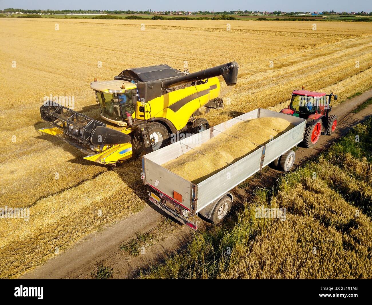 Professional combine harvester machine overloading harvested wheat ...